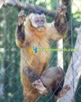 Monkey Enclosure Mesh | Zoo Mesh Supplier-Hengyi