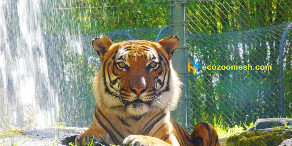 Tiger Fences Mesh | Zoo Mesh Supplier-Hengyi