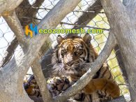 Home | Zoo Mesh Supplier-Hengyi